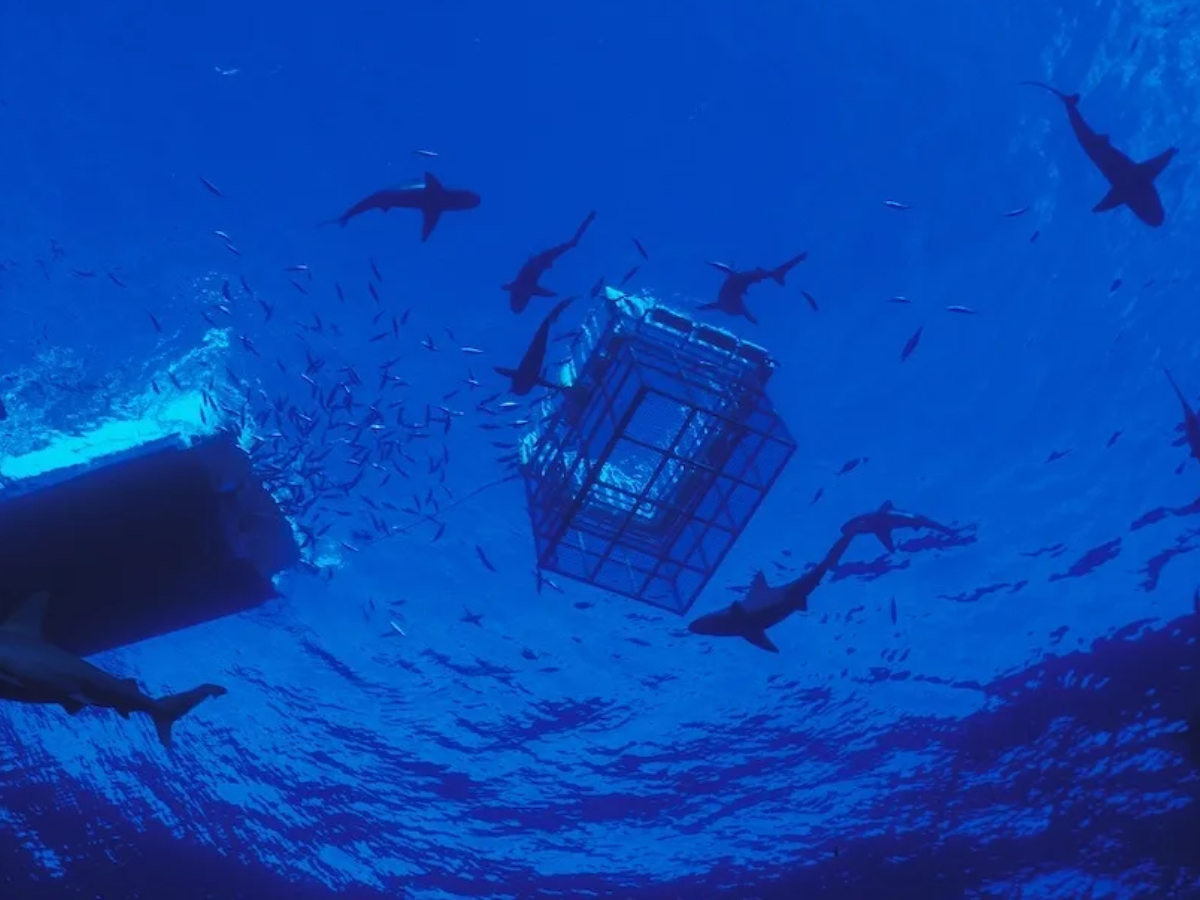 How to Prepare for Your First Oahu Shark Cage Diving Experience ...