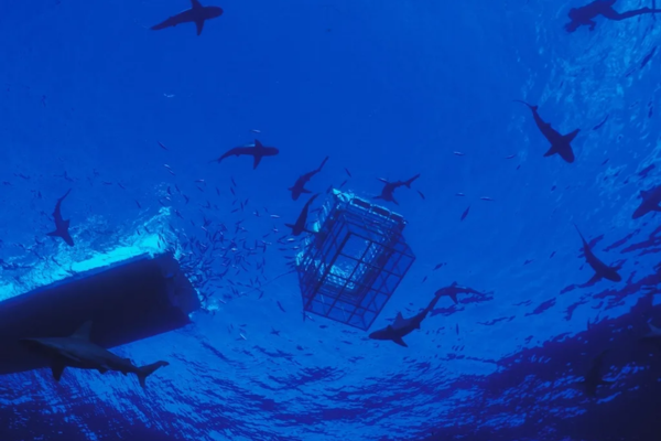 5 Reasons Why You Should Do Shark Cage Diving in Oahu - Hawaii Travel Guide