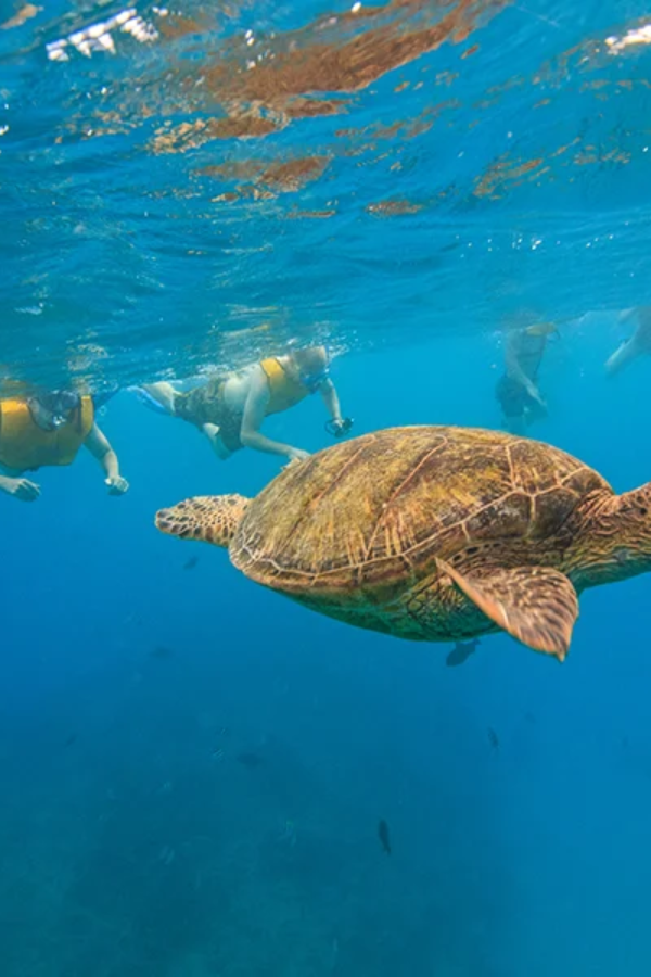 Turtle Town Snorkeling Guide - Hawaii Travel Guide