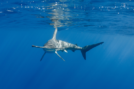 10 Most Common Types of Sharks in Hawaii - Hawaii Travel Guide