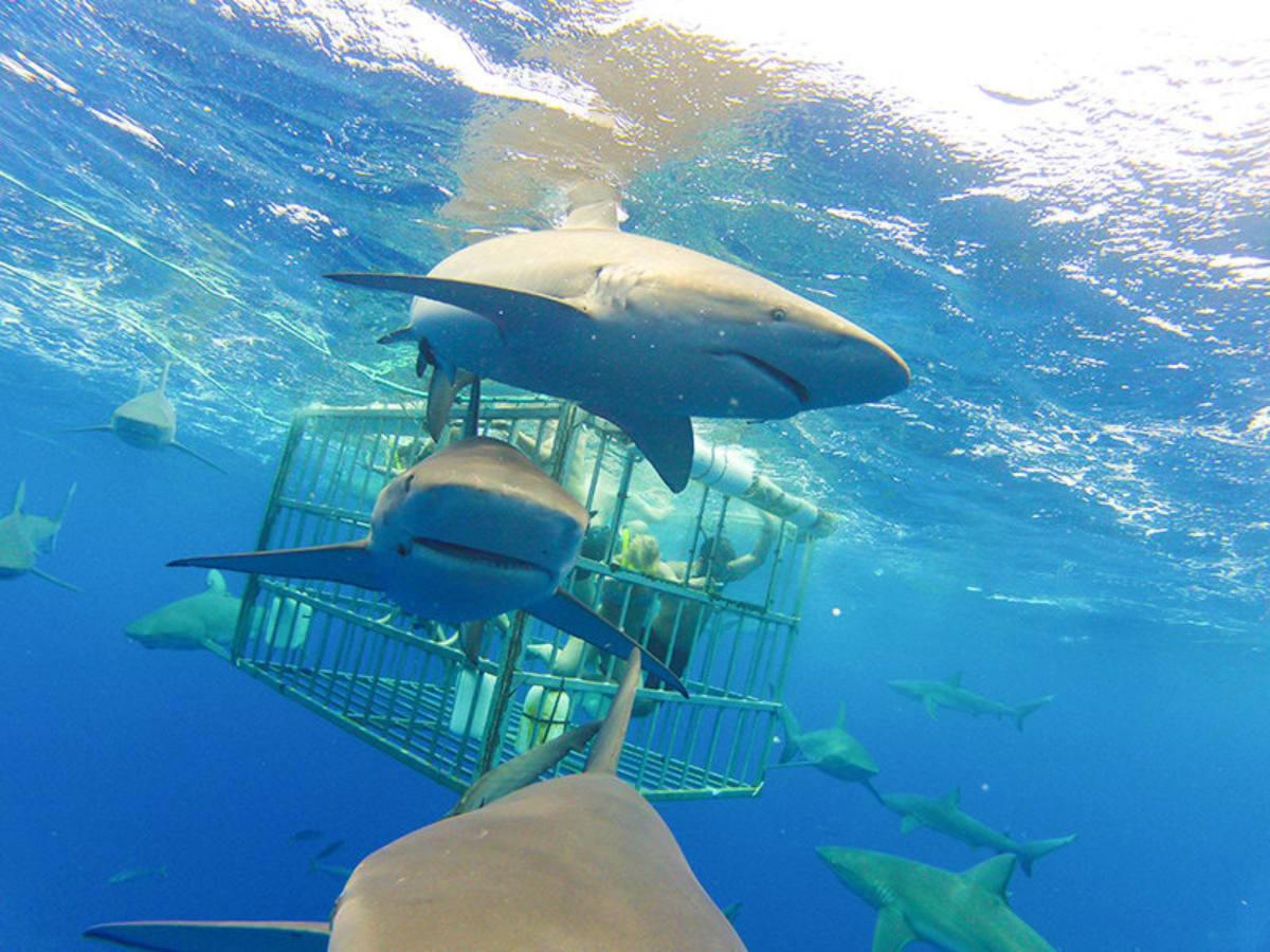 5 Reasons Why Our Customers Love North Shore Shark Adventures - Hawaii ...