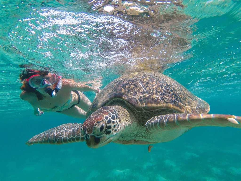 The Best Tours for Snorkeling with Turtles in Oahu - Hawaii Travel Guide