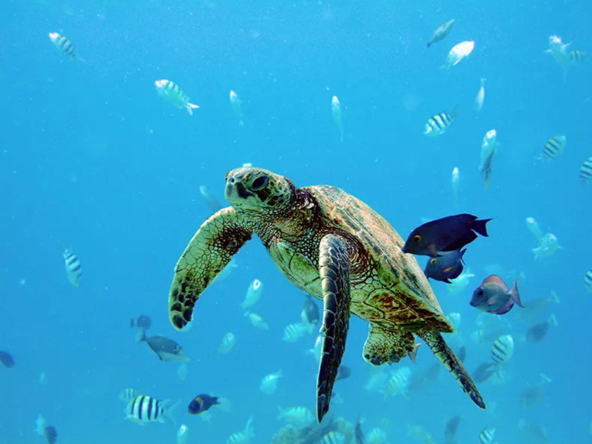A Guide to Snorkeling with Turtles in Oahu - Hawaii Travel Guide