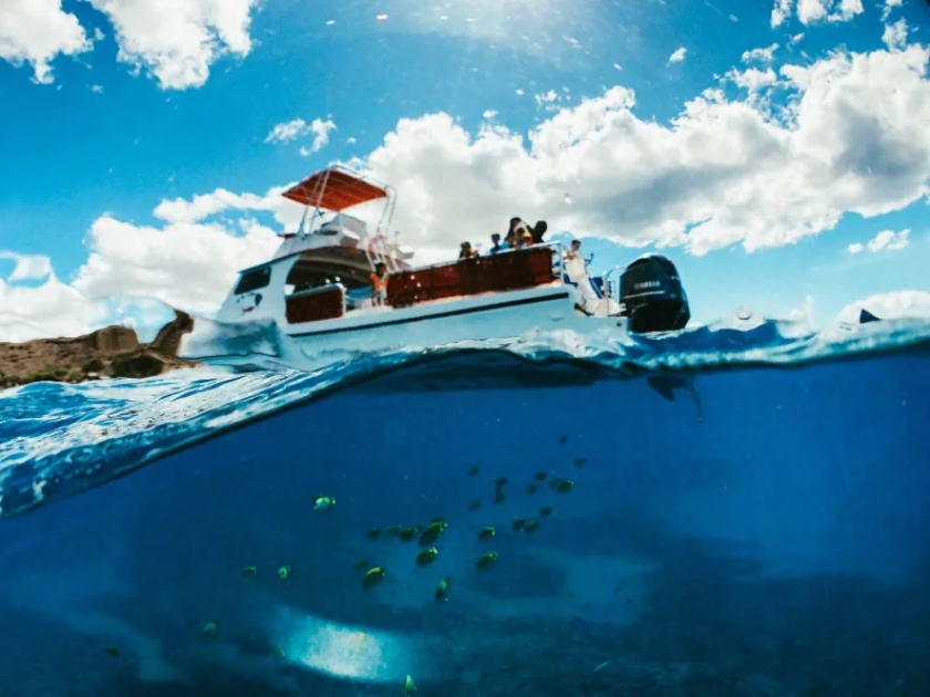 The Best Tours for Snorkeling with Turtles in Oahu - Hawaii Travel Guide