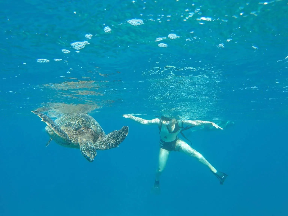 5 Reasons Why Our Customers Love Hawaii Nautical's Turtle Snorkel ...
