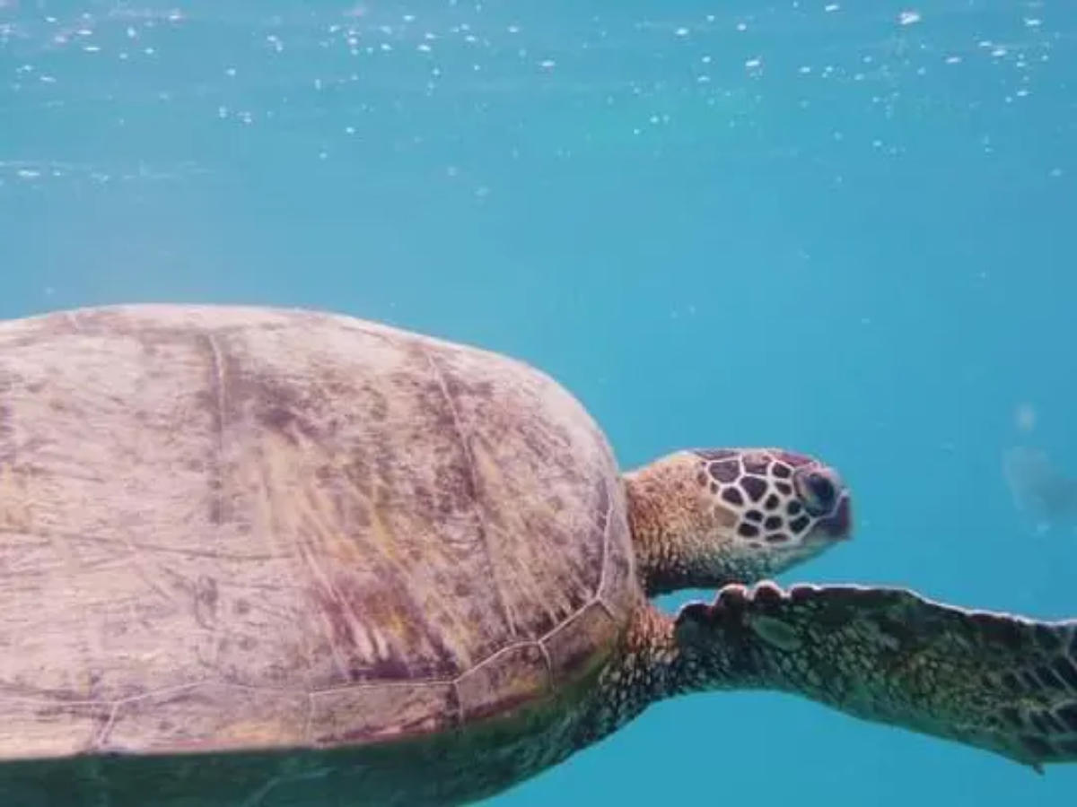 5 Reasons Why Our Customers Love Mana Kai's Turtle Snorkel Cruise ...
