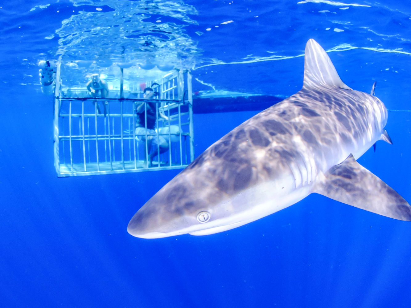 The Ultimate Guide to Oahu Shark Cage Diving Tours - Hawaii Travel Guide
