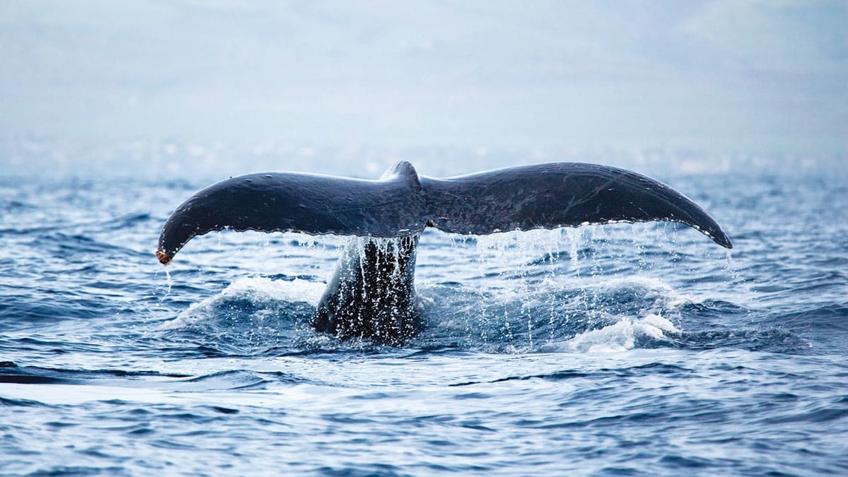 Whale Watching in Hawaii 101: What to Expect and How to Prepare ...