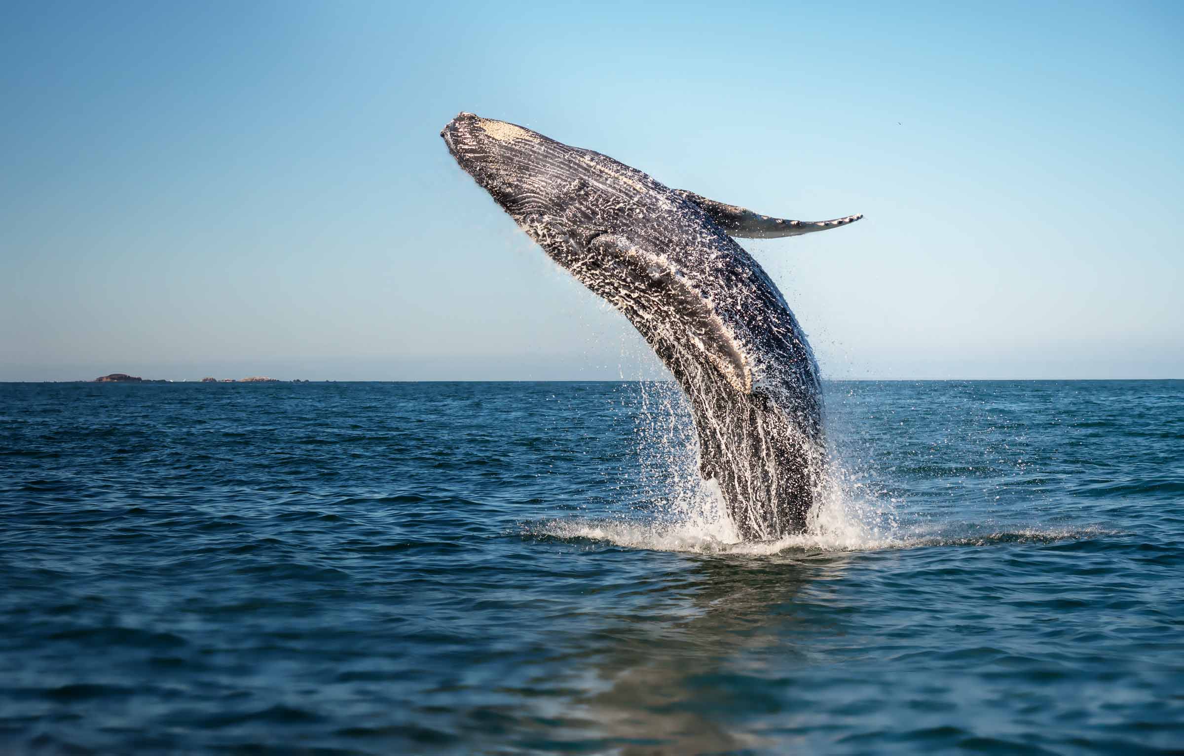 Win a Free Whale Watching Cruise - Hawaii Travel Guide