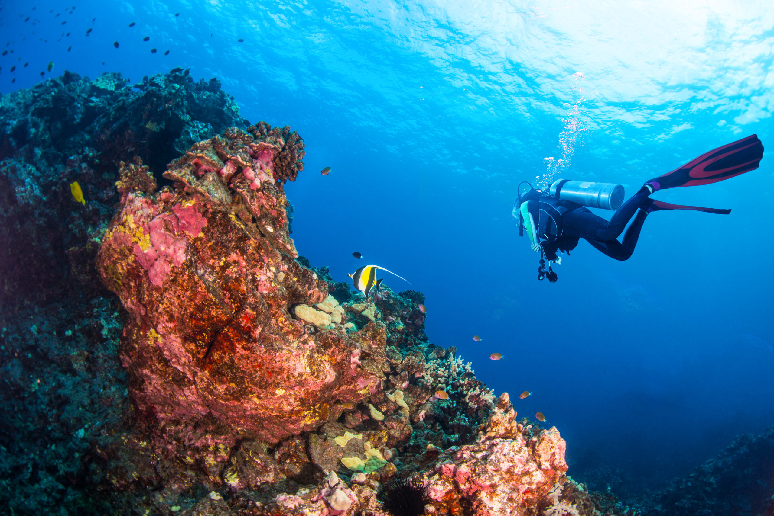 Scuba Diving - Hawaii Travel Guide Scuba Diving - Hawaii Travel Guide