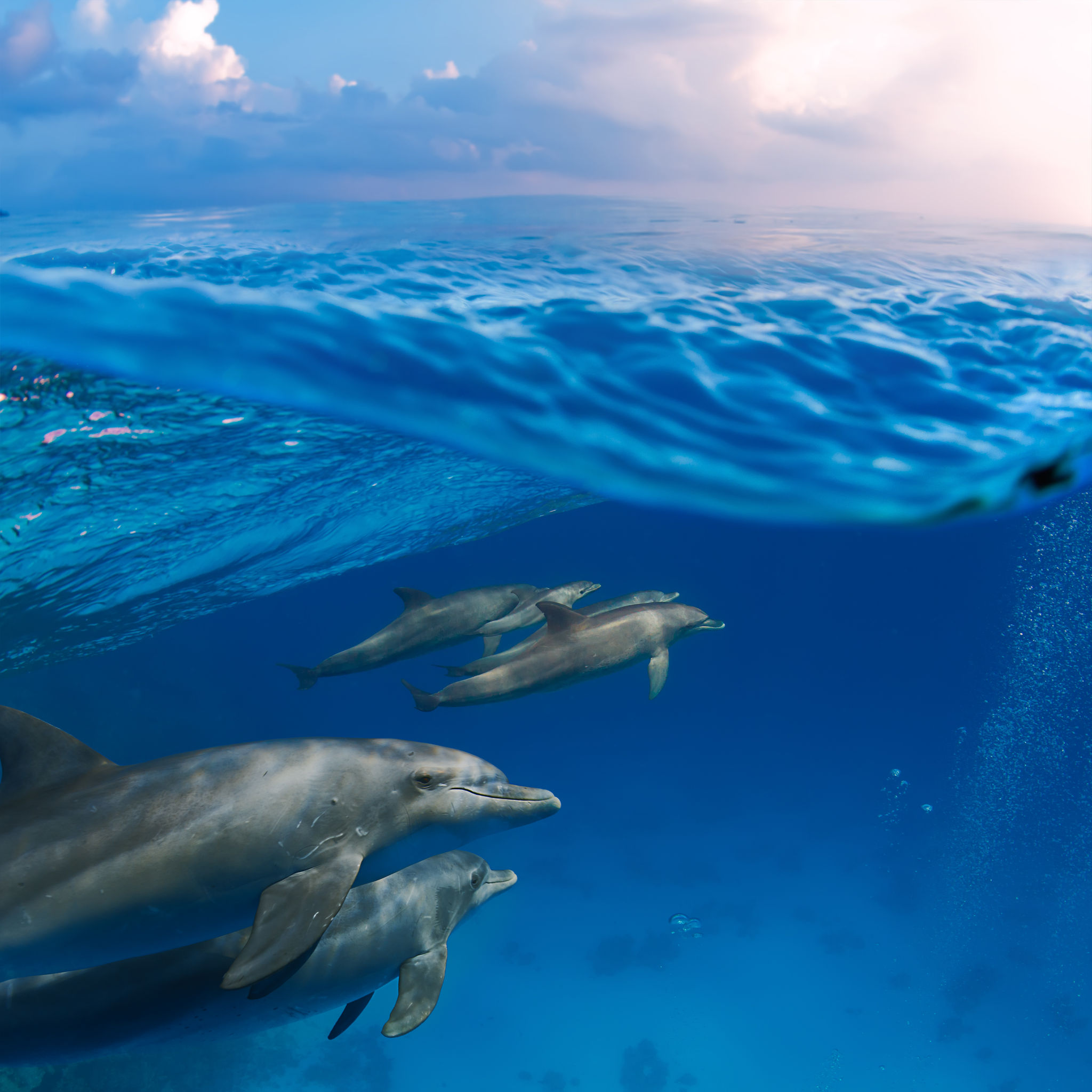 The Significance of Dolphins in Hawaiian Culture - Hawaii Travel Guide