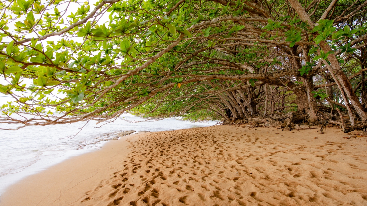 Puu Poa Beach - Hawaii Travel Guide