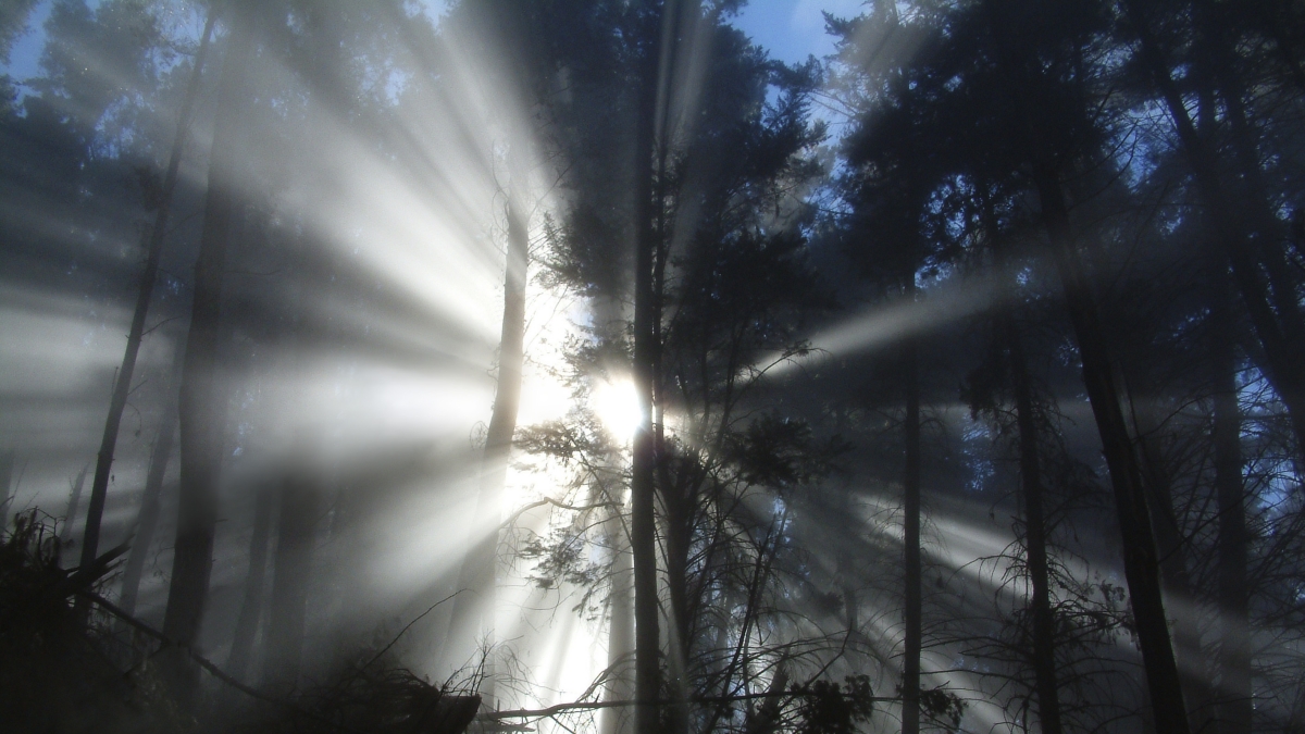 Polipoli Spring State Recreation Area - Hawaii Travel Guide