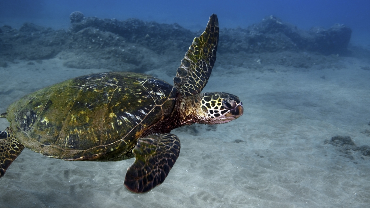 Turtle Town Snorkeling Guide - Hawaii Travel Guide