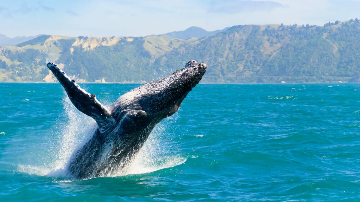 A Beginner's Guide to Understanding Whale Behavior - Hawaii Travel Guide