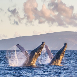 Hawaii Whale Watching Guide - Hawaii Travel Guide