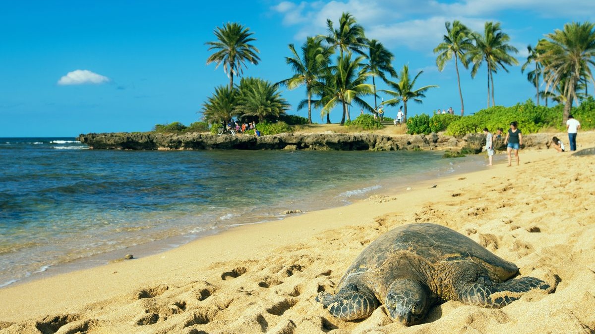 North Shore Shuttle To _ Kauai North Shore Shuttle – PEHHNU