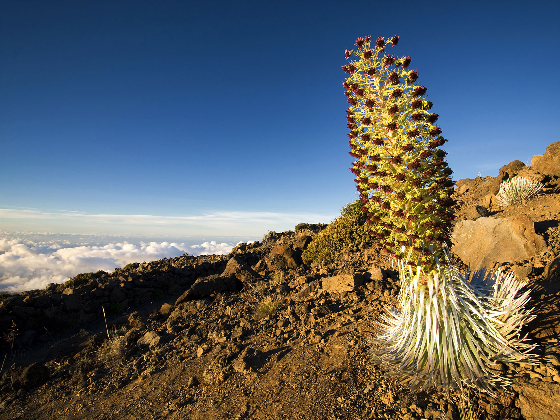 Kapu! Things to NOT Do in Hawaii - Hawaii Travel Guide