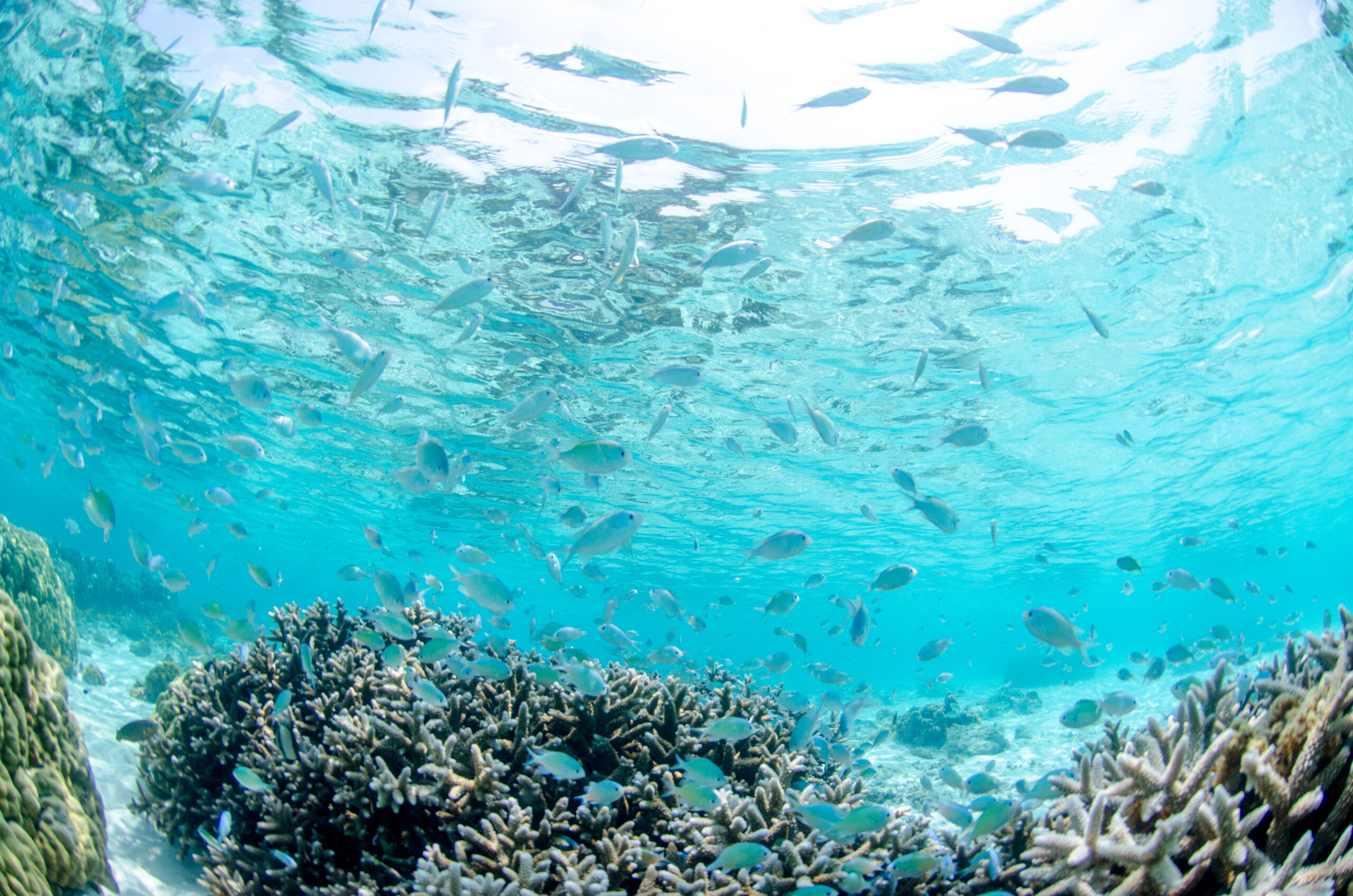 Why You Should Visit Kaneohe Sandbar - Hawaii Travel Guide