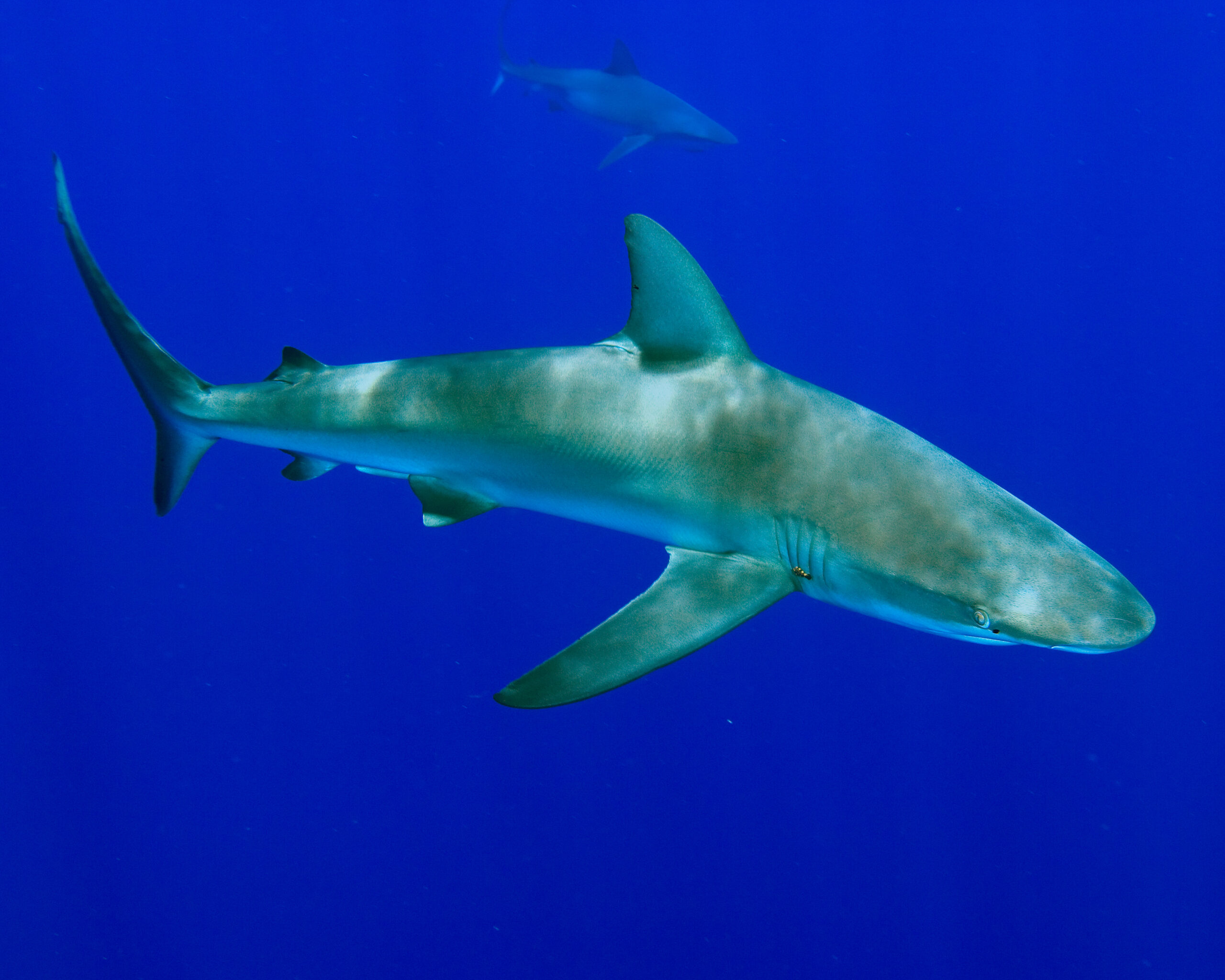 The Cultural Significance of Sharks in Hawaii - Hawaii Travel Guide